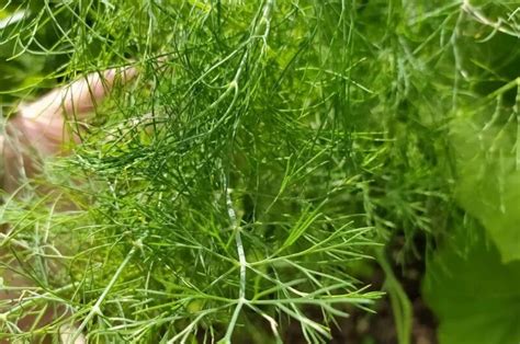 Секреты посева укропа в открытый грунт для пышной зелени | Виктория ...