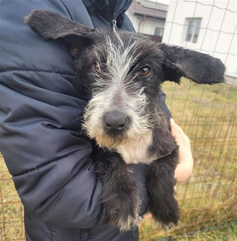 pepe 3 months male medium available for adoption 💙 kindly sponsored