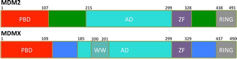 Domain Structure Of Mdm2 In Comparison To Mdmx Pbd P53 Binding Domain