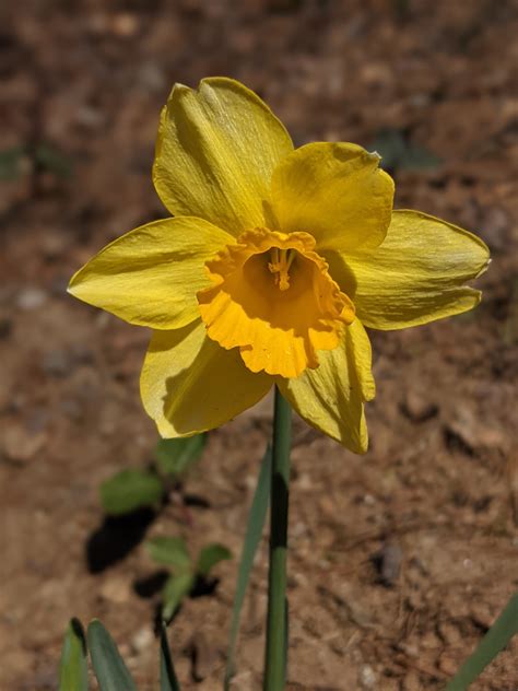 Rnt Memorial Daffodil 2021 Invisible Green Photography