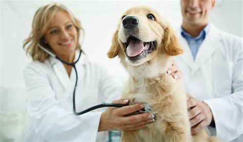 Kaopectate For Dogs Benefits Dosage Side Effects And More
