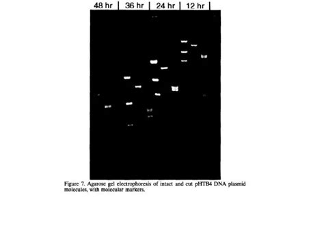 Ppt Figure 5 11 Three Dimensional Structure Of B Dna Powerpoint