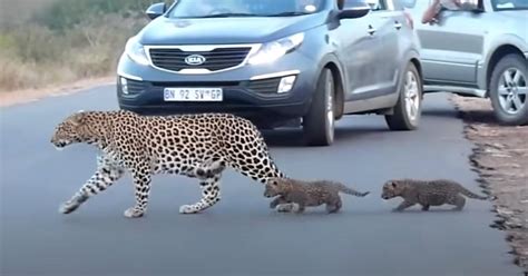 Una Mamma Leopardo Attraversa La Strada Con Due Cuccioli In Un Raro Filmato