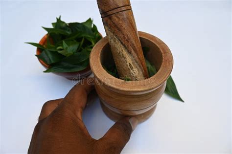 Making Herbal Medicine Of Andrographis Paniculata Leaves Stock Image Image Of Undefined