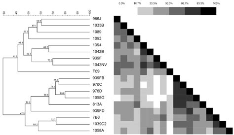 dendrogram and matrix similarity produced by software bionumerics using