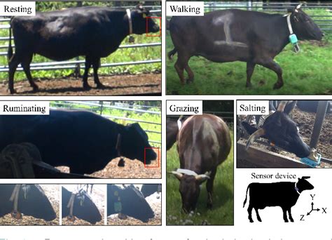 Figure 4 From Integrated Data Augmentation For Accelerometer Time