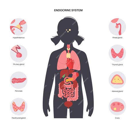 Premium Vector | Human endocrine system