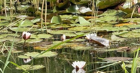 The Mitigation Hierarchy In Action