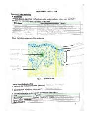 Comprehensive Study On Integumentary System Skin Anatomy Course Hero