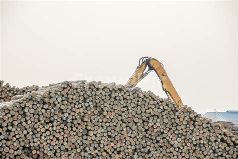 목재 원목 제재소 산업 공장 사진이미지일러스트캘리그라피 모모작가