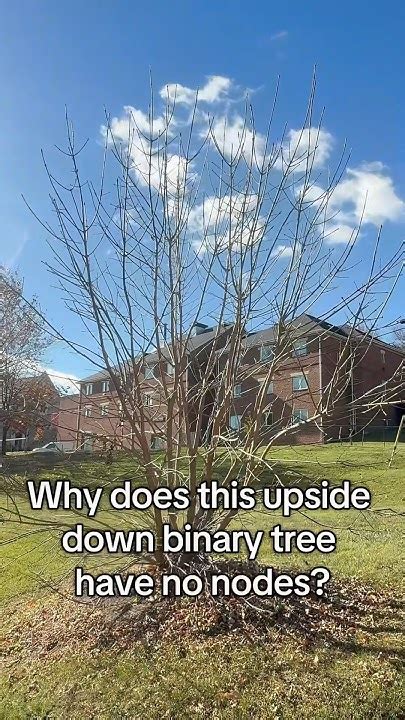 Binary Tree Out In The Wild Coding Datastructures Programming