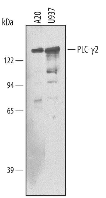 Plc Gamma 2 Antibody 346404 Mab3716 Novus Biologicals