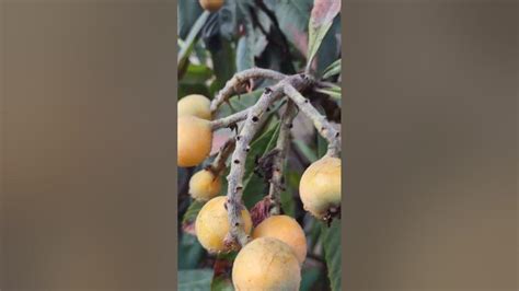 لوکاٹ کا خوبصورت پودا پھل کے ساتھ Youtube