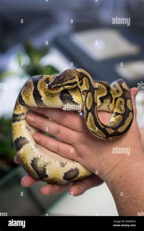 Adult Ball Python Hi Res Stock Photography And Images Alamy