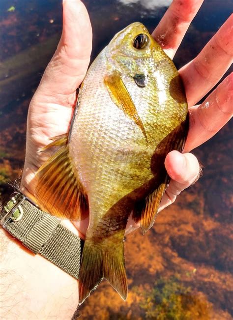 The Cooler Weather Has The Sunfish Biting On The Santa Fe Rgnvfishing