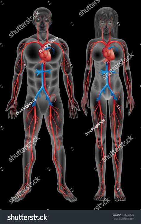 Circulatory System Male Female On Black Stock Vector Royalty Free Shutterstock
