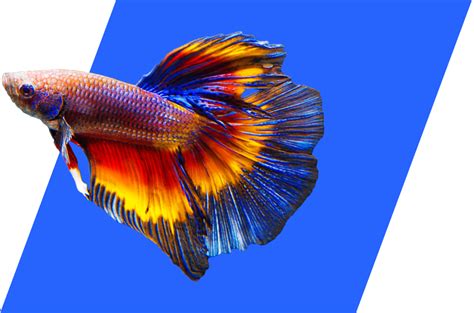 Grinteq Ecommerce Development Agency New York