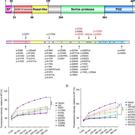 Mri Findings In Patients With Heterozygous Htra1 Mutation Mri From Download Scientific Diagram