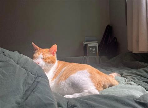 코리안 숏헤어 몰람 고양이 책임입양 아이조아 유기방지입양 파양 강아지보호소 고양이보호소 무료분양센터