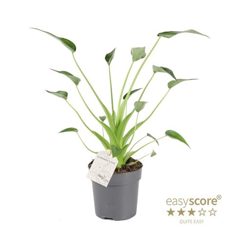 Alocasia Tiny Dancer — Plant Wholesale Floraccess