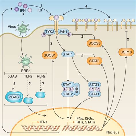 Decoding Type I And Iii Interferon Signalling During Viral Infection