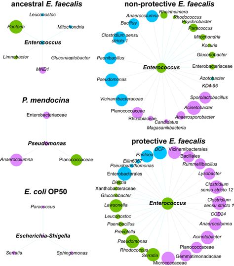 Sub Networks Of The Local Connectivity Of Enterococcus Pseudomonas And