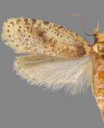 Moth Photographers Group Plate 2 Oecophoridae Elachistidae