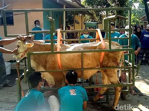 Berita dan Informasi Alat perebah sapi kurban Terkini dan Terbaru Hari ini - detikcom
