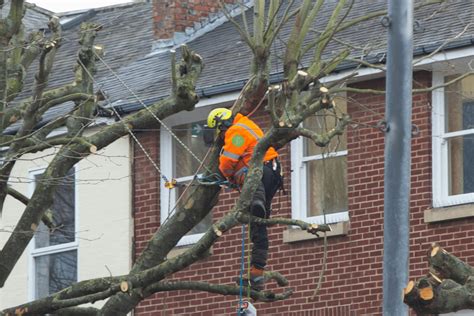 What Is A Tree Surgeon