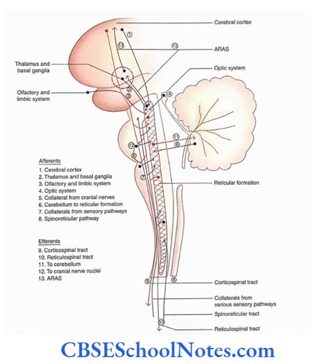 Functions Of Reticular Formation Notes Cbse School Notes
