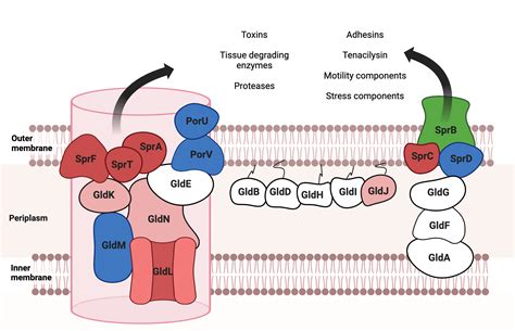 Type Iv Secretion System In Gram Negative Bacteria T9ss Biorender Science Templates