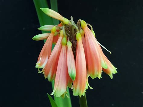 Four Marys F X Maxima F Cliviamart Four Marys F X Maxima F Cliviamart