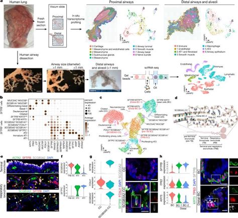 Mapping The Spatial Distribution And Molecular Identity Of Constituent… Joseph Steward