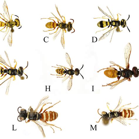Dorsal View Of A Philanthinus Integer ♂ B Philanthus Ammochrysus
