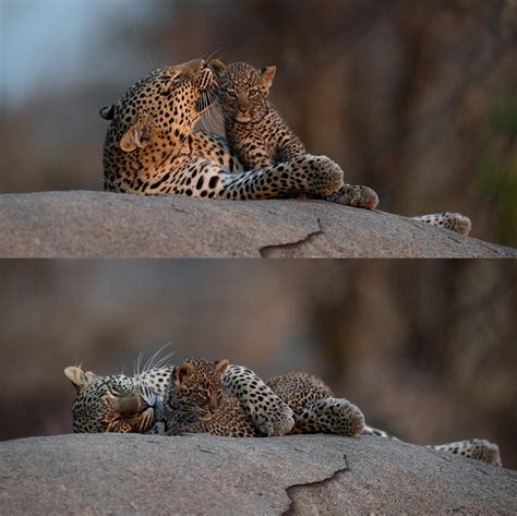 Tender Moments Between A Leopard Her Cub That I Was Fortunate To Capture Last Month In The