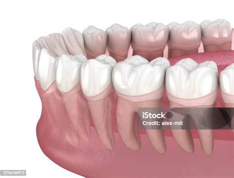 인간의 치아의 형태 의학적으로 정확한 치아 3d 일러스트레이션 치아 건강에 대한 스톡 사진 및 기타 이미지 치아 건강 폐색 개과 Istock