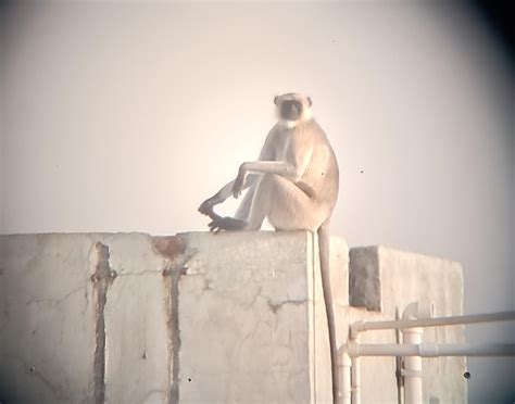 Grey Langur Semnopithecus Entellus R Urbanwildlife