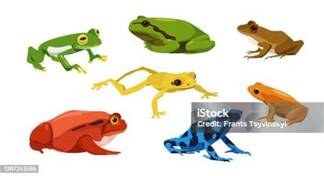 만화 스타일의 개구리 세트 흰색 배경에 격리 된 파충류의 벡터 그림입니다 그림 유리 나무 크로가스토르 토마토 황금 독 만텔라 독 다트에 개구리의 종류 개구리에 대한 스톡