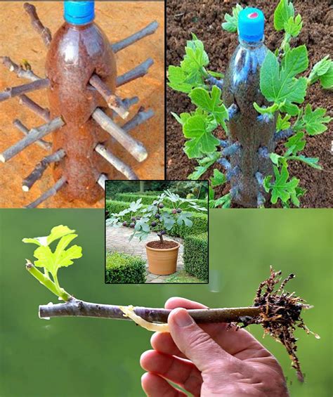 A Unique Technique To Propagate Fig Trees From Cuttings