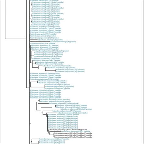 Molecular Phylogenetic Tree Constructed Using The Nucleotide Sequence Download Scientific