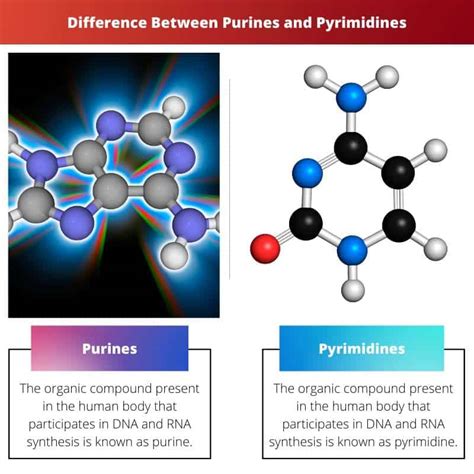 Purines Vs Pyrimidines Difference And Comparison