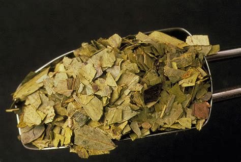 Cassia Art Fine Art America