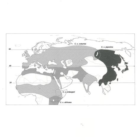 Main Migration Paths Of The Common Quail Coturnix Coturnix To From The Download Scientific