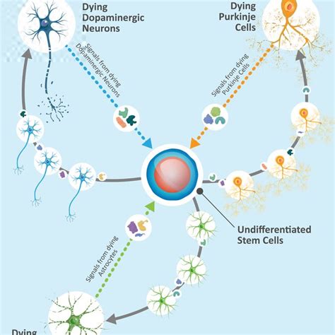 Undifferentiated Stem Cell Respond Undifferentiated Stem Cells Download Scientific Diagram