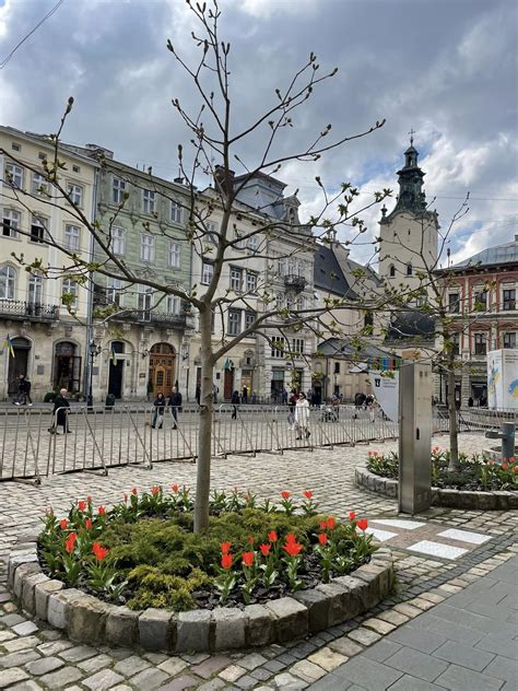У Львові зацвіли перші тюльпани фото — Lviv Media