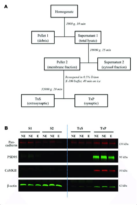 Subcellular Fractionation And Western Blot Of Fractions A