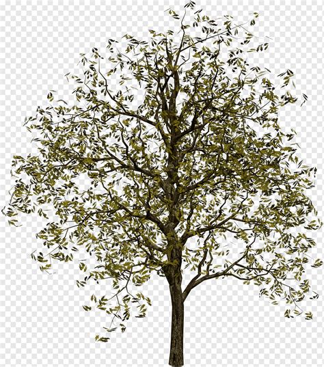 Tree Digital Coconut Tree Branch Twig Desktop Wallpaper Png PNGWing
