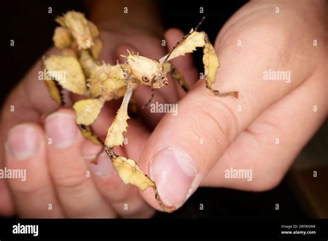 Derby Quad Insects Spiders Creepy Crawlies Giant Australian Spiny