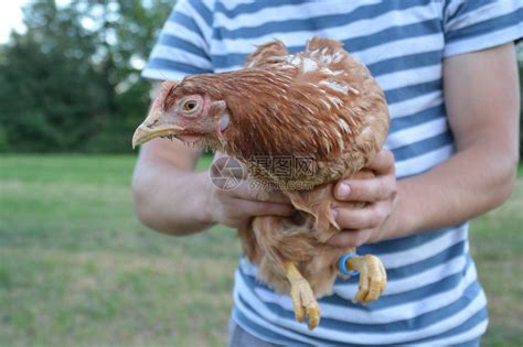 手里拿着一只母鸡高清图片下载 正版图片506031563 摄图网