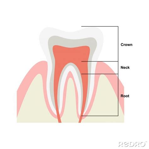 Obraz Human Tooth Structure Vector Diagram Cross Section Scheme Representing Na Wymiar